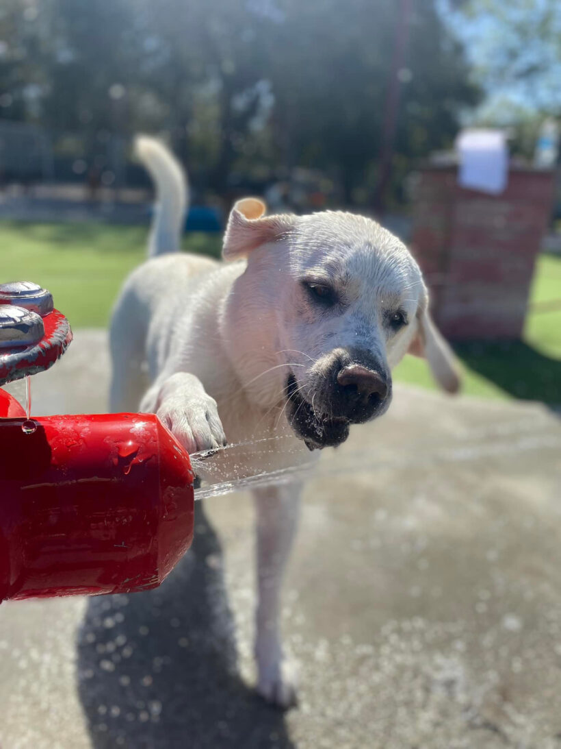 Hot Paws Pet Resort – Where your pet feels at home.